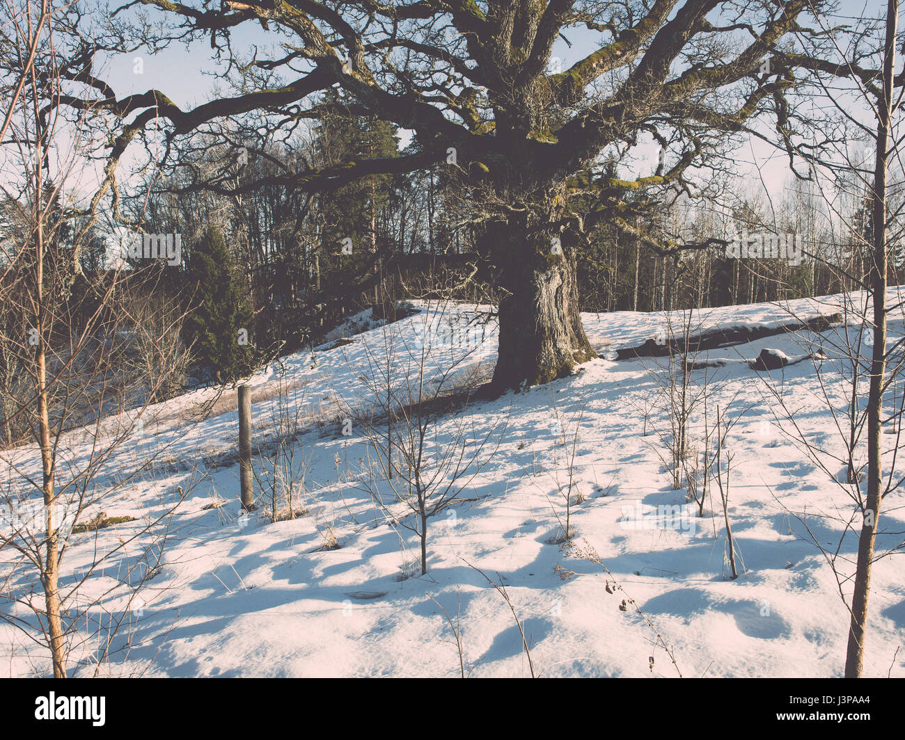 old oak tree in winter fields with snow, Kvepenes, latvia - retro ...
