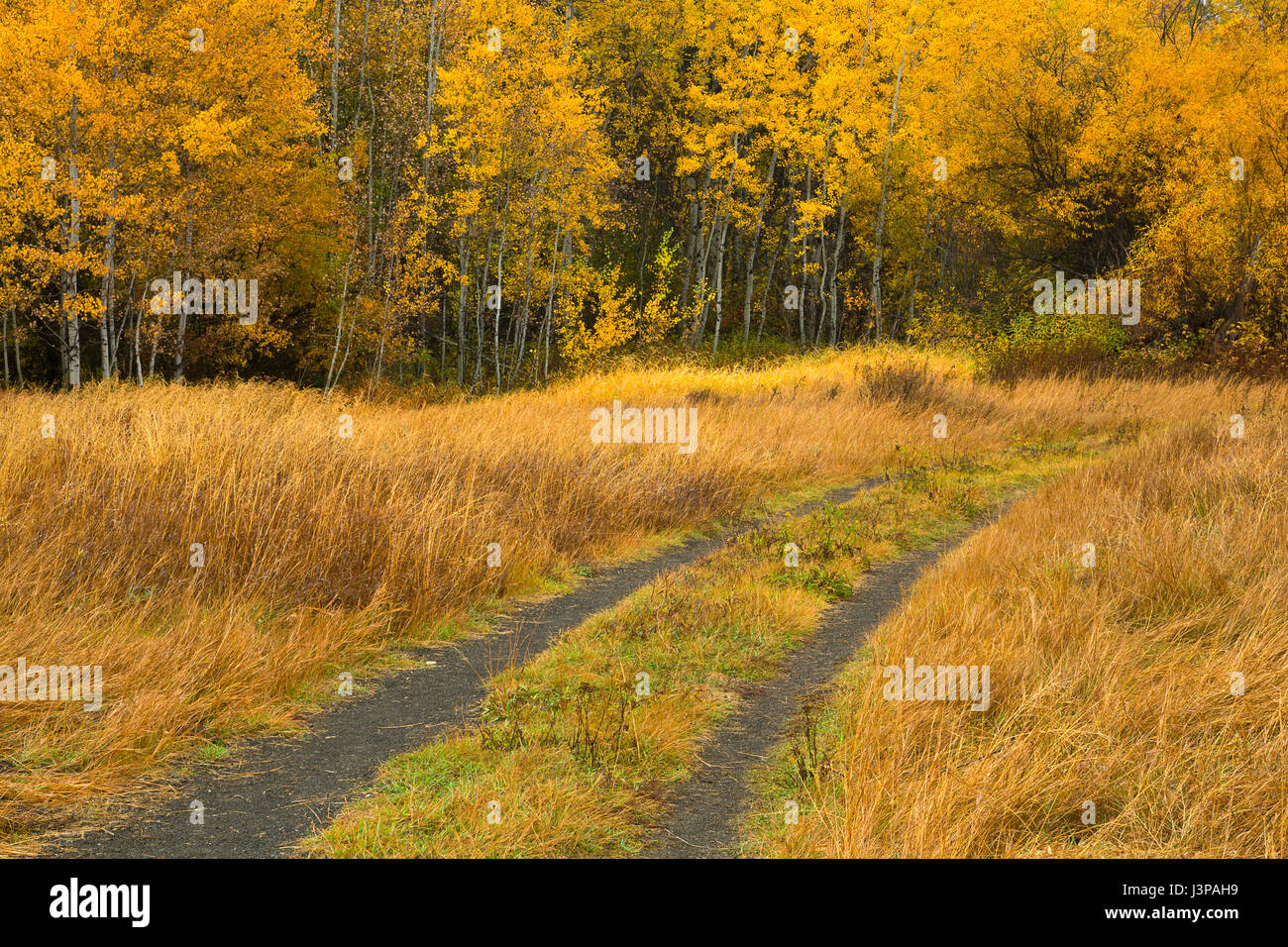 A two track path passes fall aspen in the Methow Valley of Washington ...