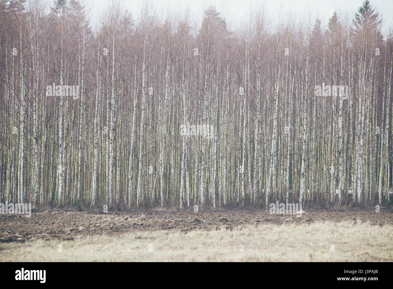 forest textured background of trees and land - grainy retro vintage ...