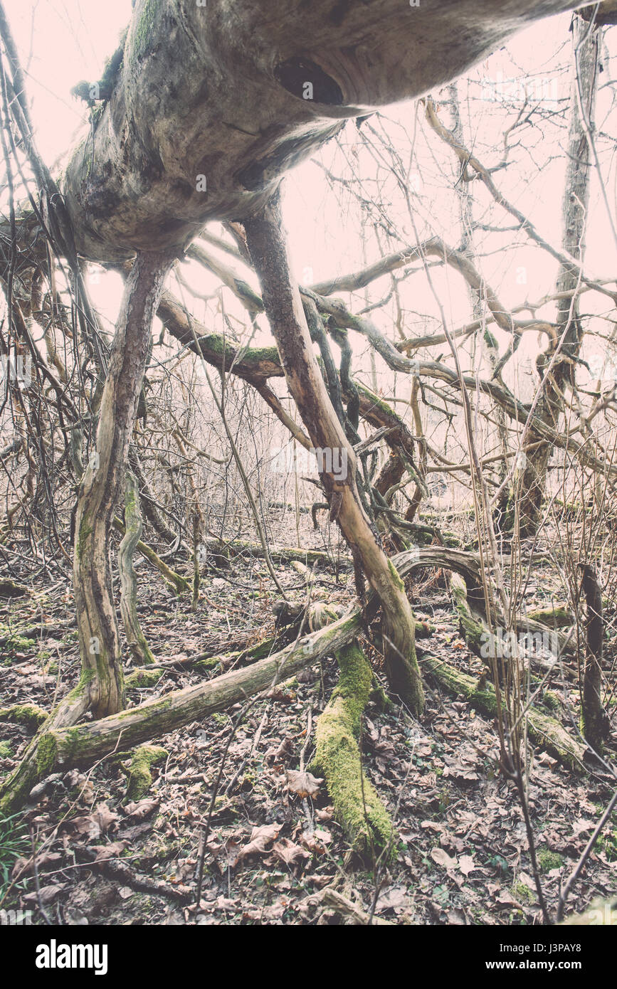 old green tree stump in the forest. country landscape - retro vintage ...
