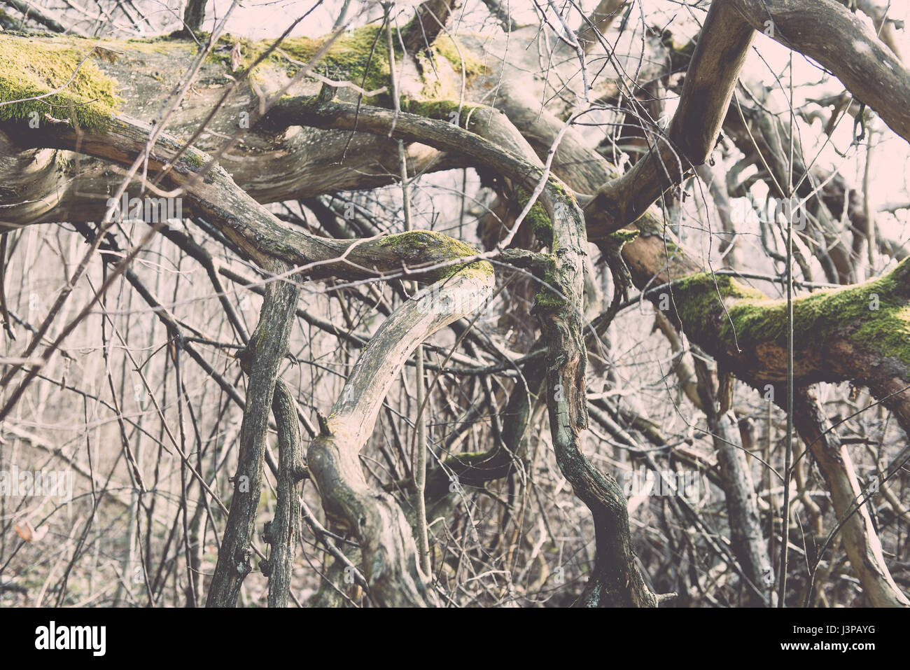 old green tree stump in the forest. country landscape - retro vintage ...