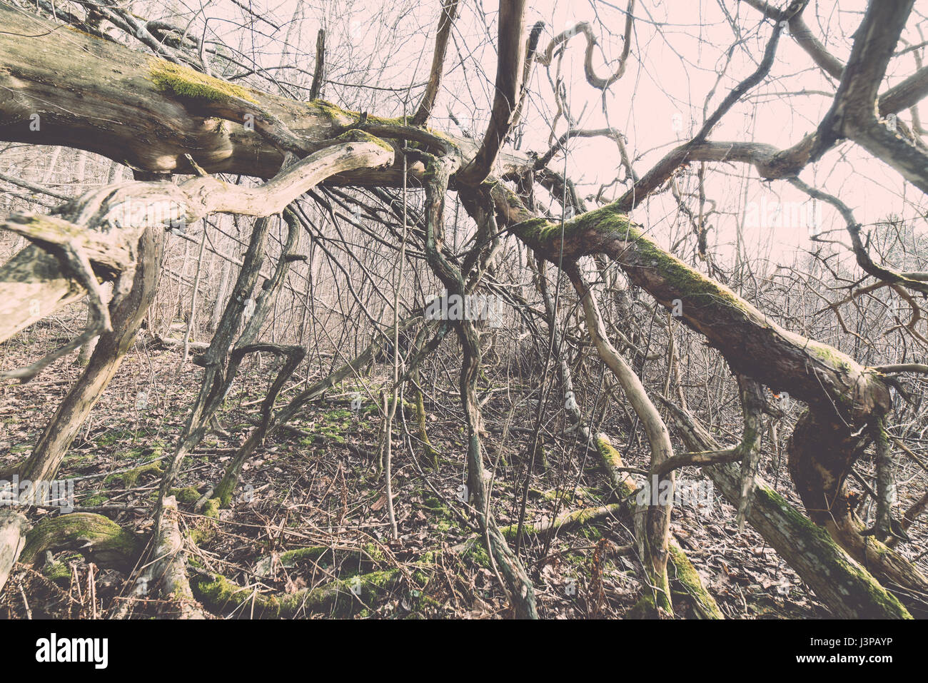 old green tree stump in the forest. country landscape - retro vintage ...