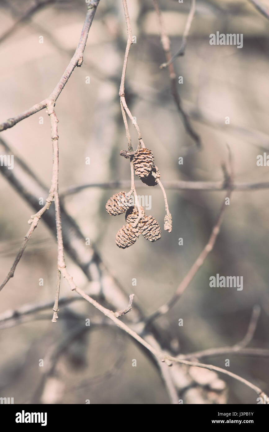Twig with spring buds on dark background - retro vintage film effect ...