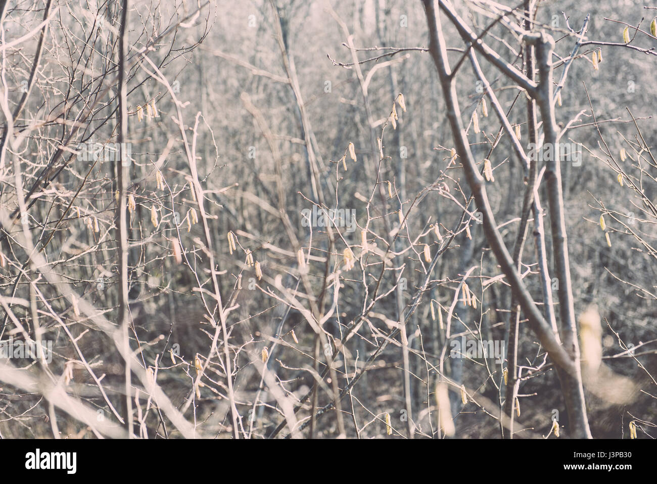 forest textured background of trees and land - retro vintage film ...