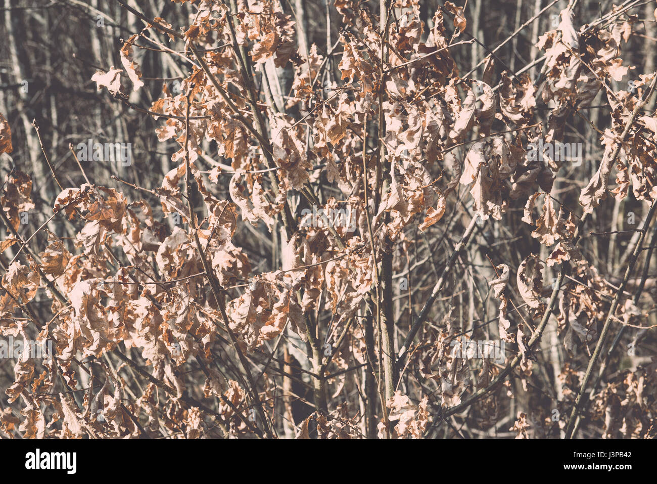 forest textured background of trees and land - retro vintage film ...