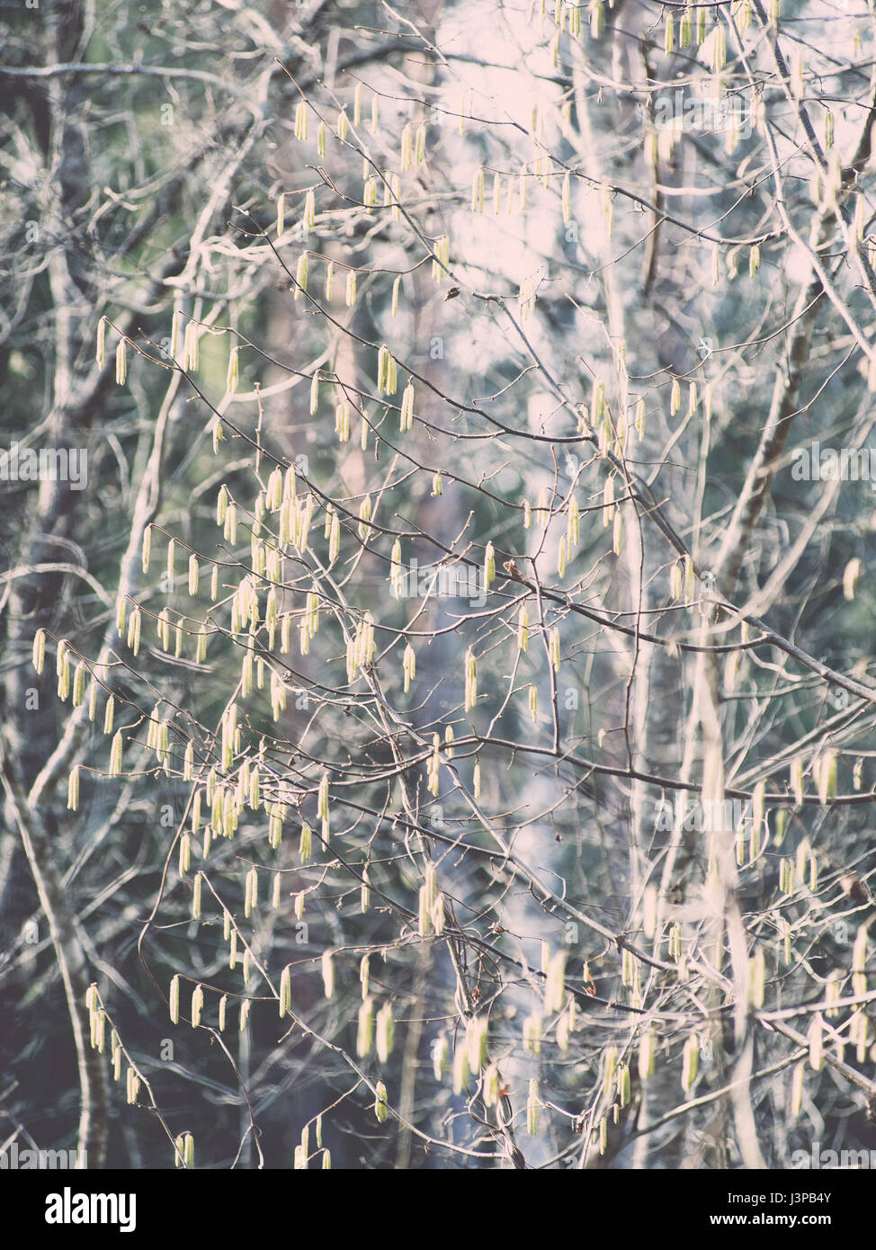 Twig with spring buds on dark background - retro vintage film effect ...