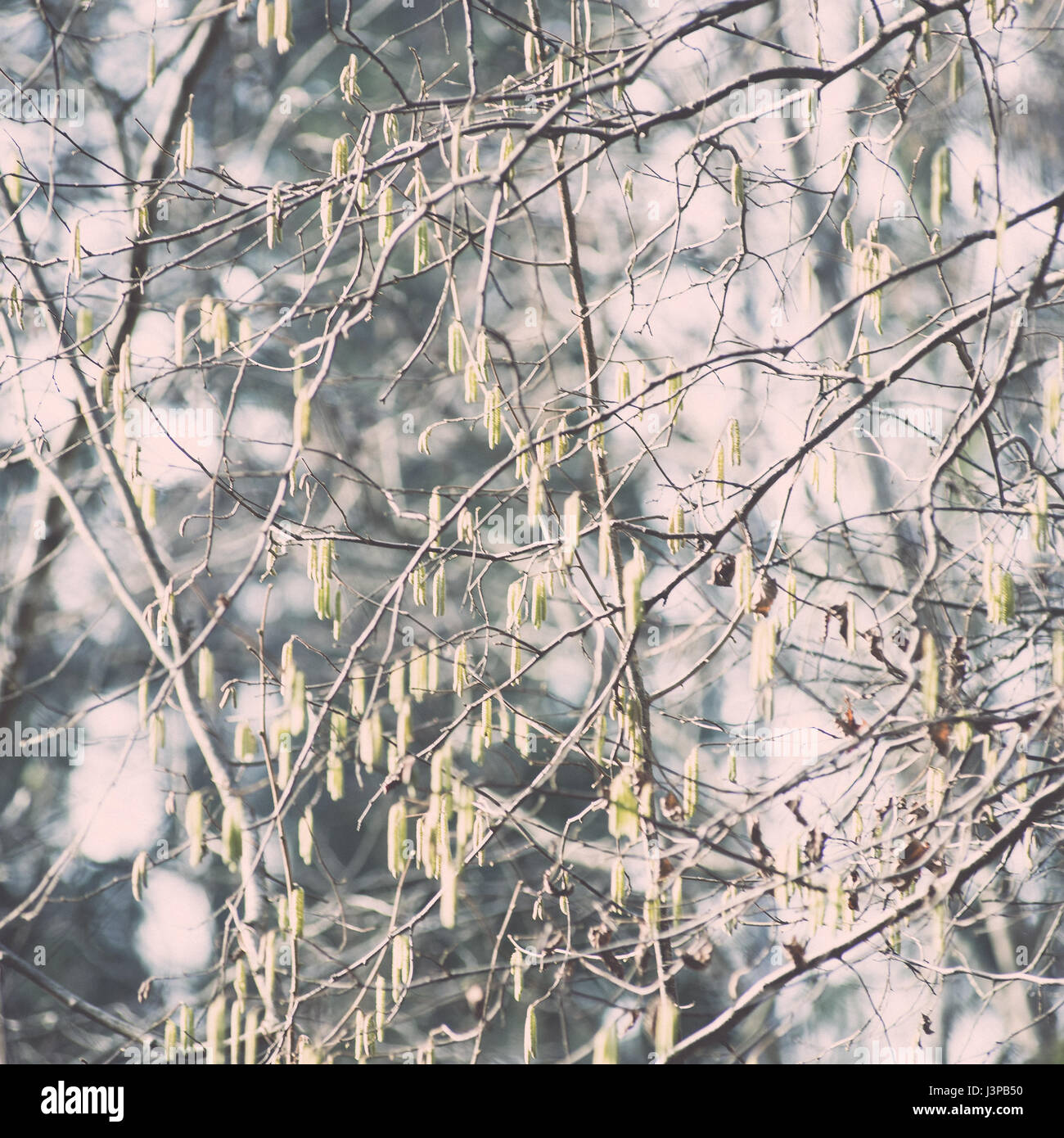 Twig with spring buds on dark background - retro vintage film effect ...