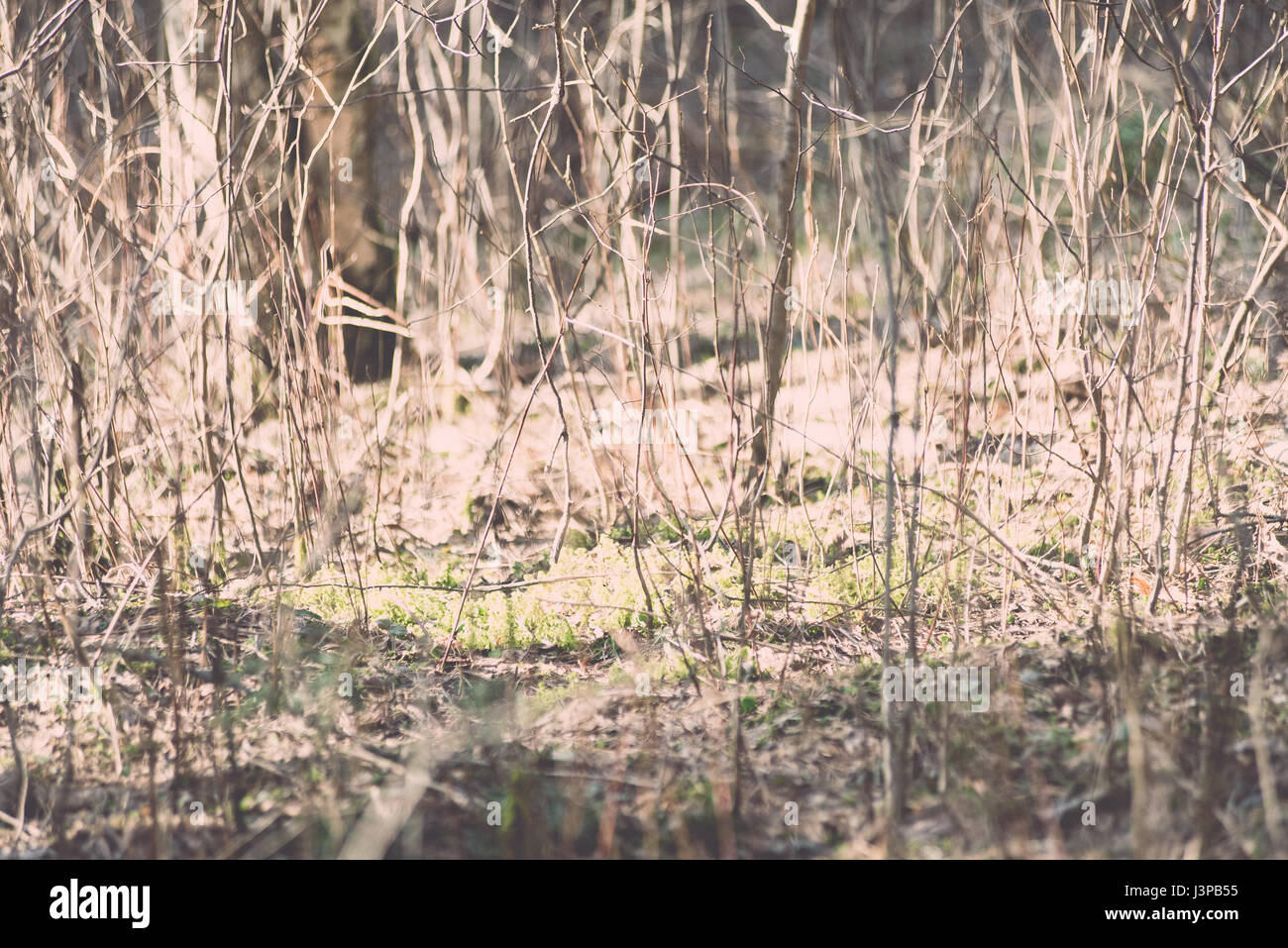 forest textured background of trees and land - retro vintage film ...