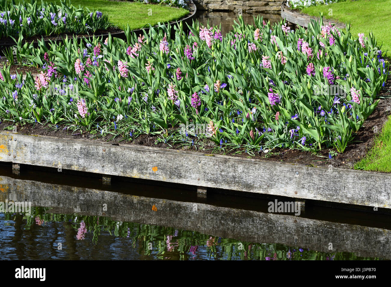 Ground cover plants lawn hi-res stock photography and images - Alamy