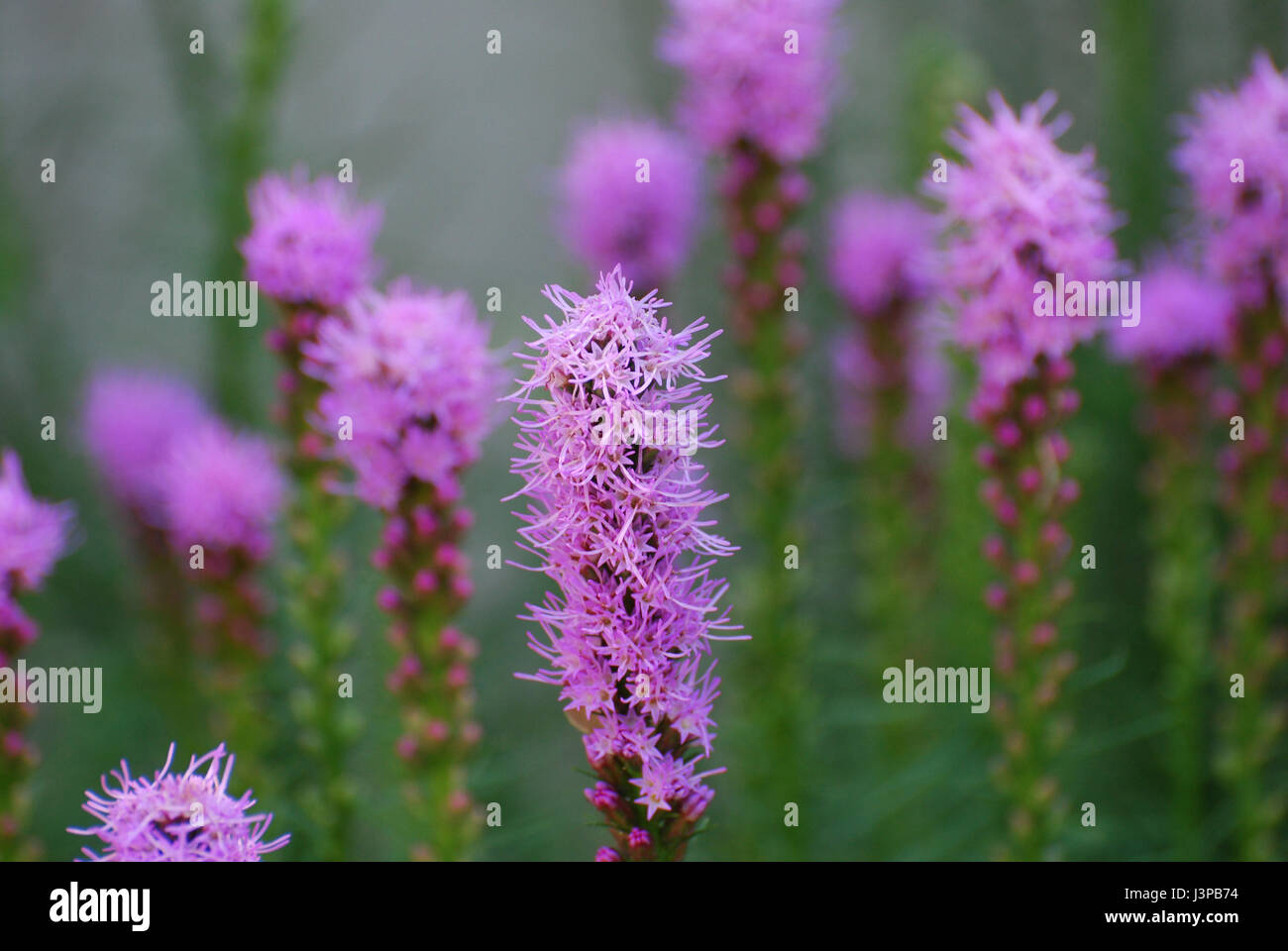 Blooming purple liatris flowers in a garden Stock Photo - Alamy