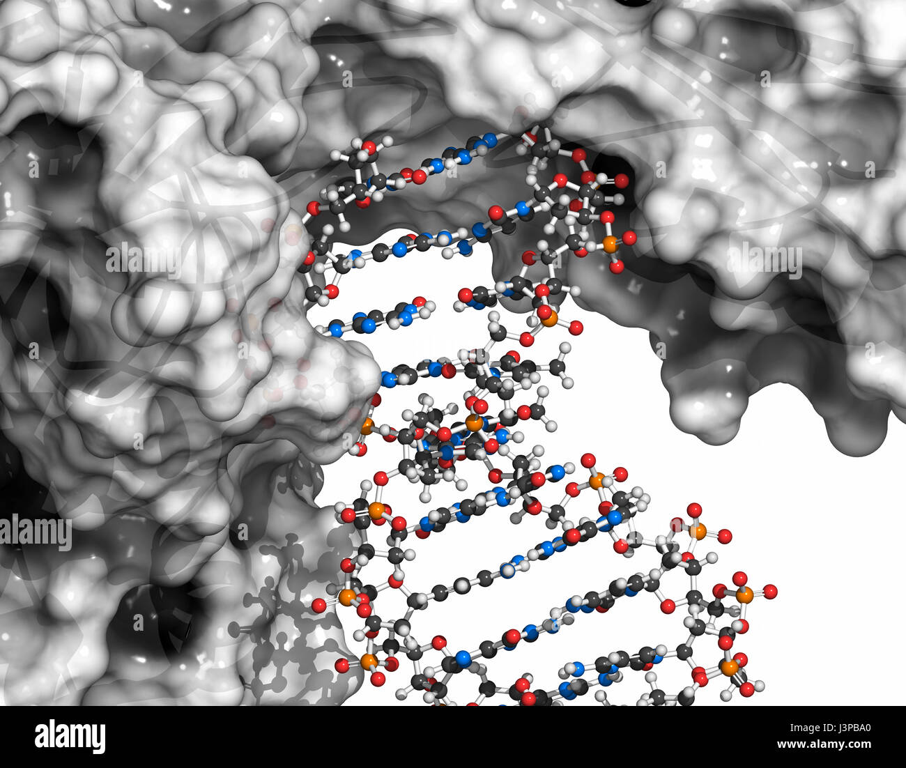 Poly (ADP-ribose) polymerase 1 (PARP-1) DNA damage detection protein ...
