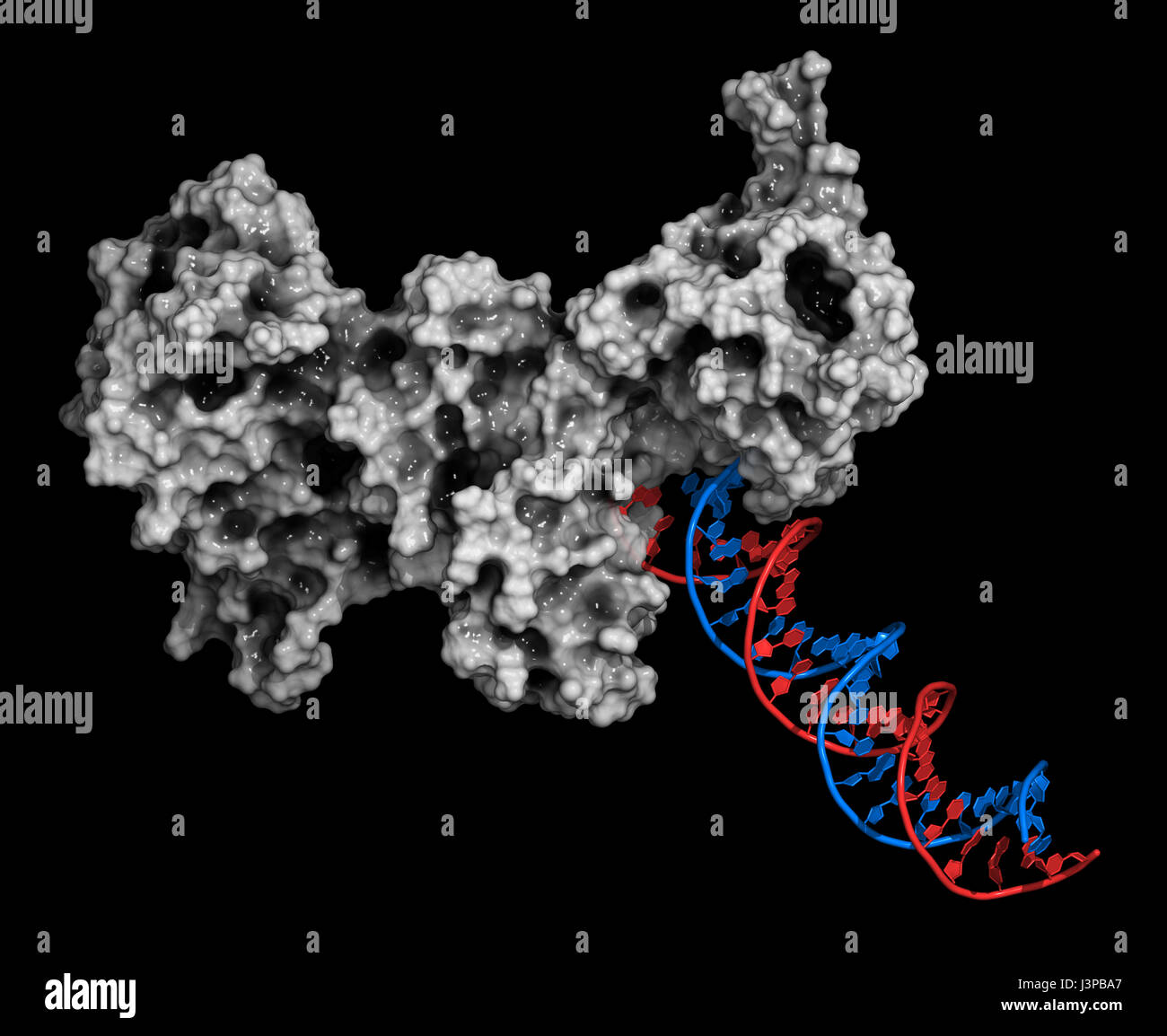 Poly (ADP-ribose) polymerase 1 (PARP-1) DNA damage detection protein ...