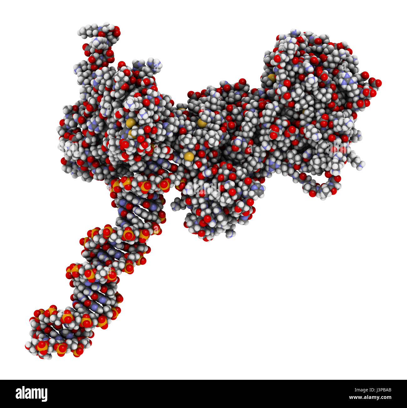 Dna Polymerase 1 Structure