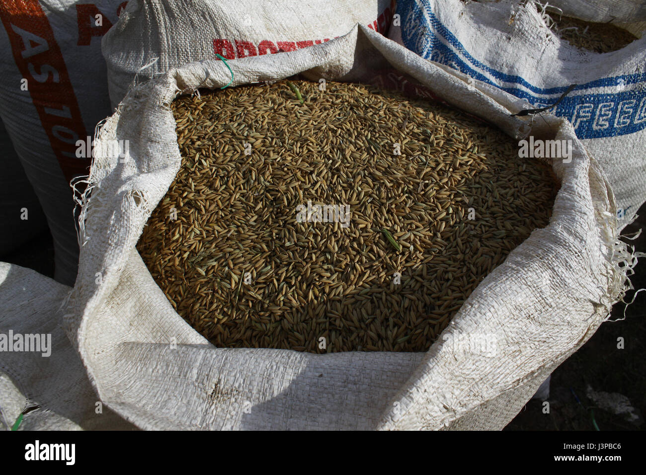 Farmers pack the rice grain into sacks before being brought to the ...