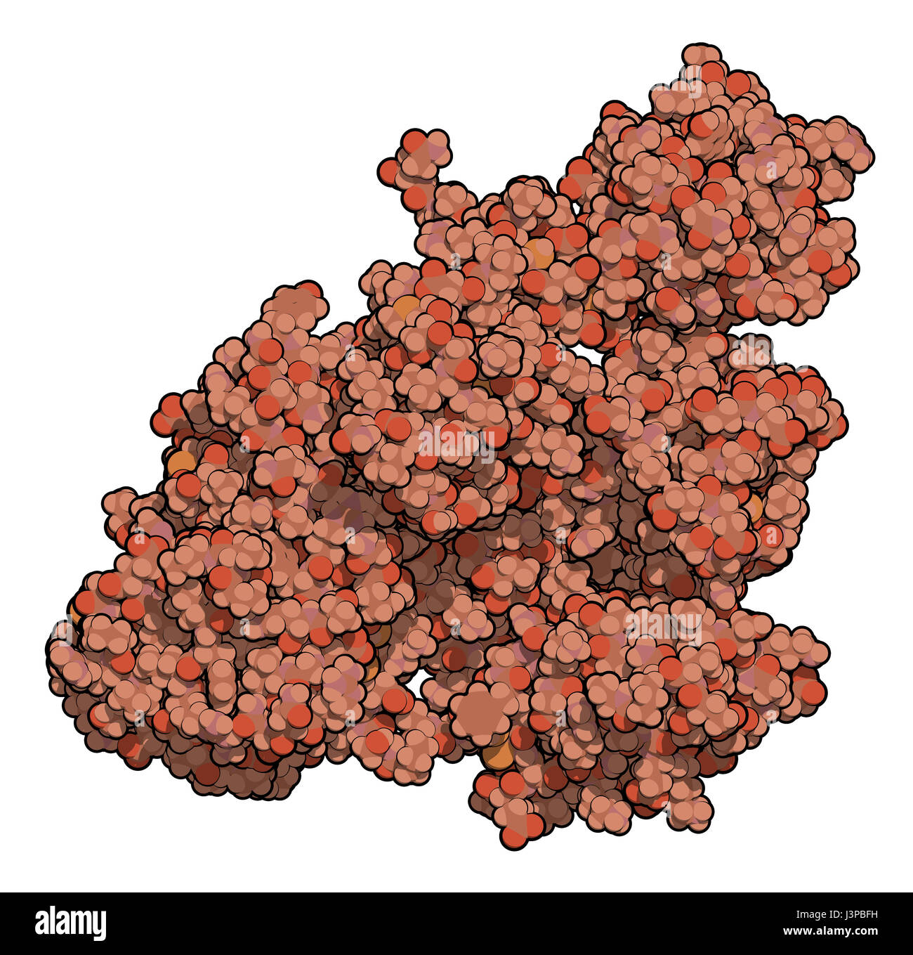Plasminogen plasmin precursor protein. Plasmin is an enzyme responsible ...