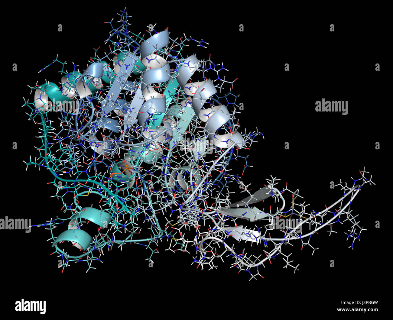 Sirtuin 6 (SIRT6) protein. Linked to longevity in mammals. Cartoon ...