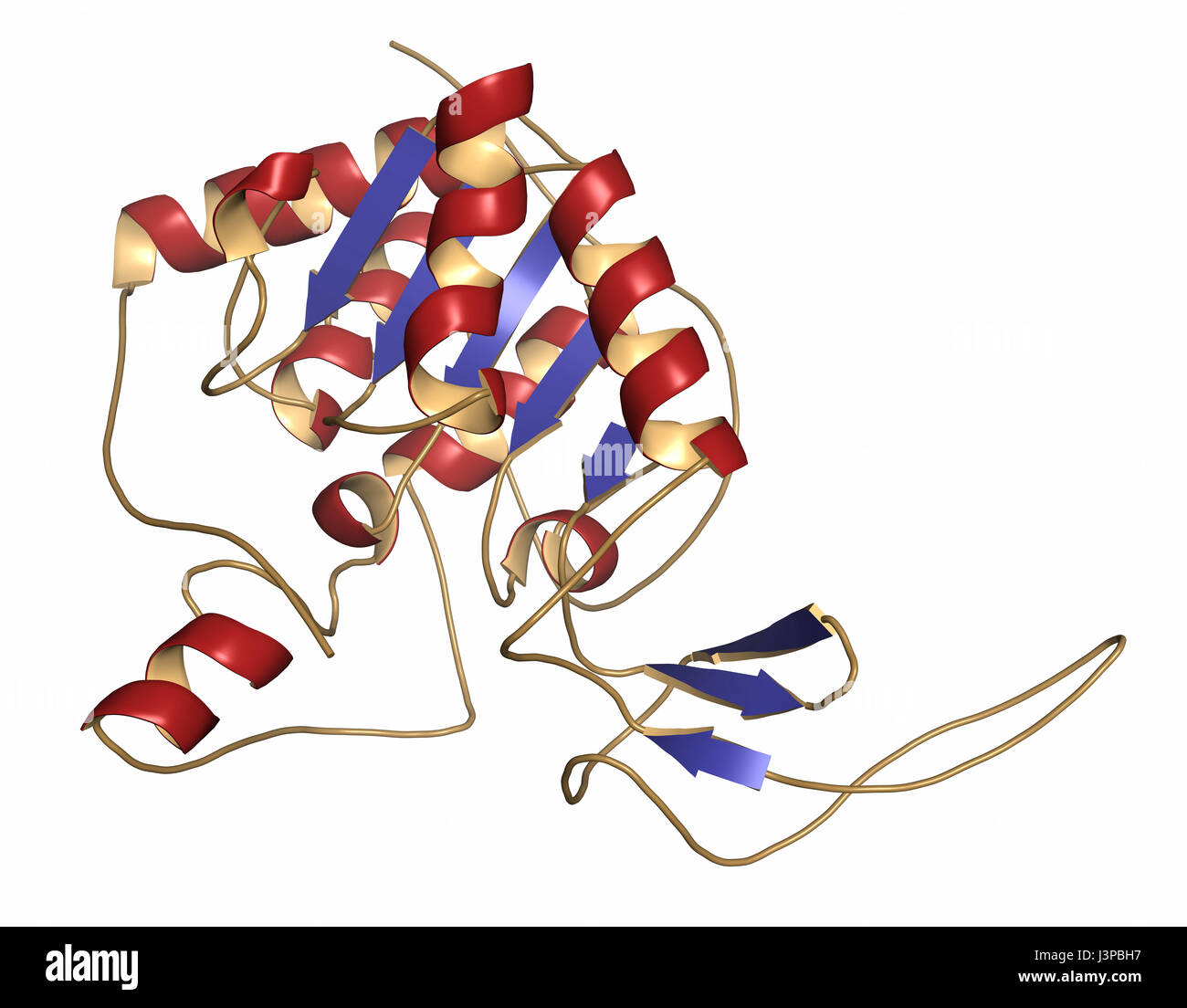 Sirt6 hi-res stock photography and images - Alamy