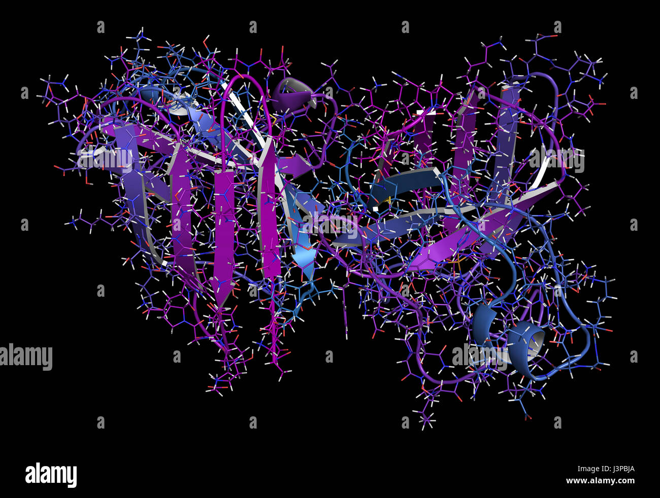 Superoxide dismutase 1 (SOD1) enzyme. Converts superoxide radical in ...