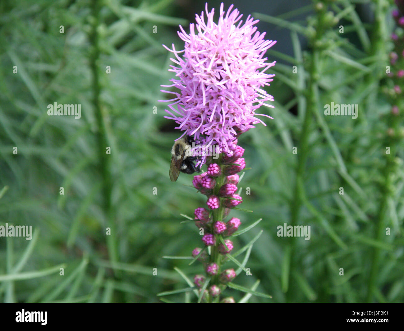 Flowering purple liatris plant in a garden Stock Photo - Alamy