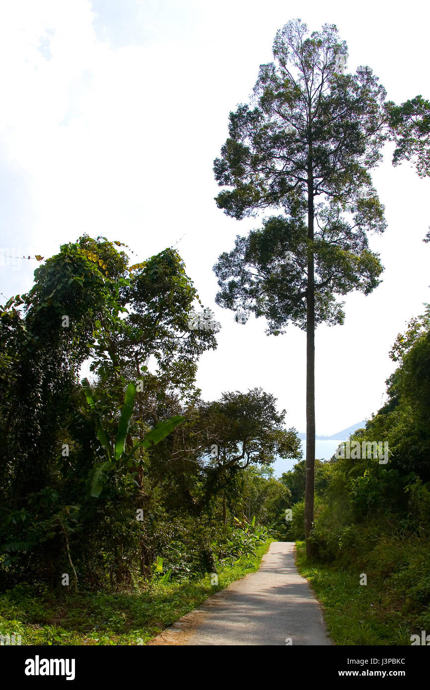A tall straight and slender exotic tree grows near the road. Phuket ...