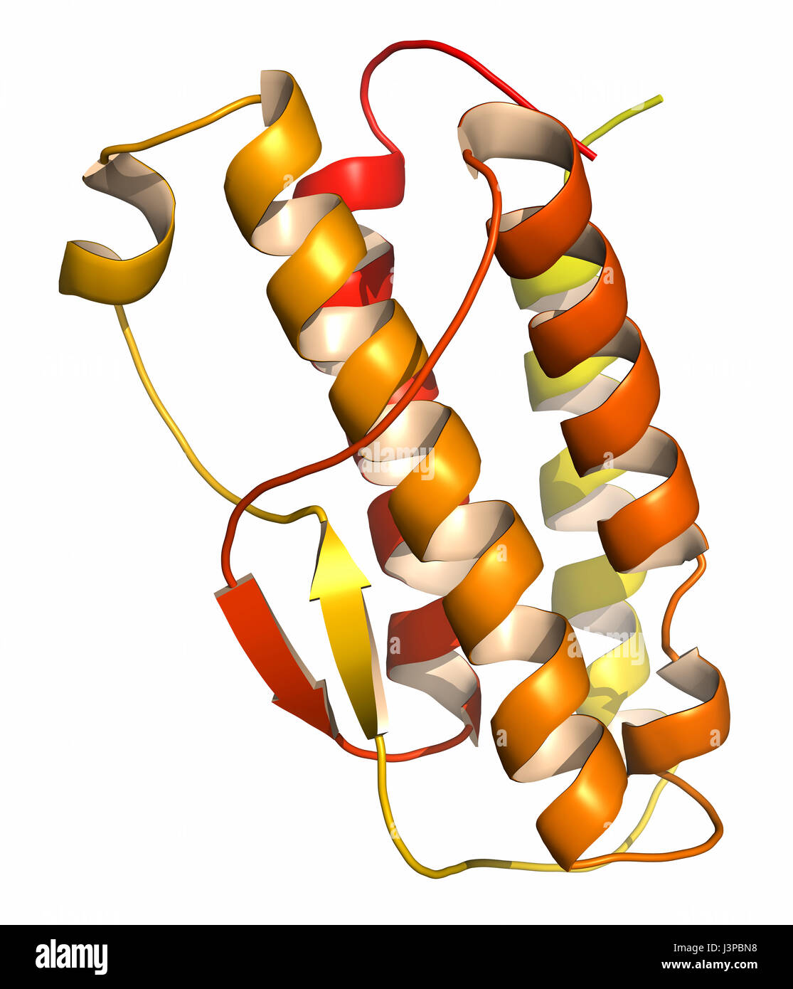 Thrombopoietin (THPO, functional domain) hormone. Regulates production ...