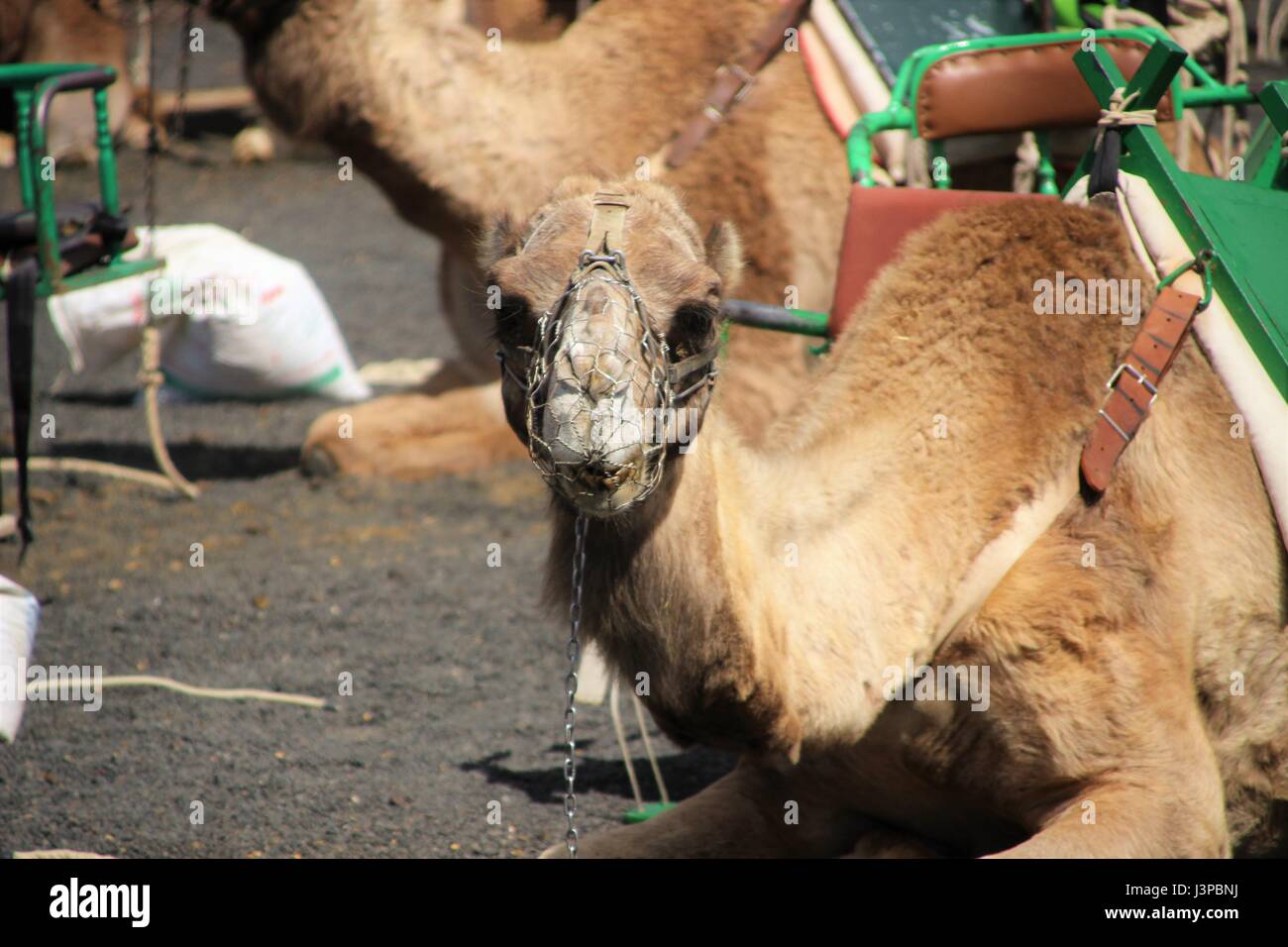 Camel Sitting Down High Resolution Stock Photography and Images - Alamy