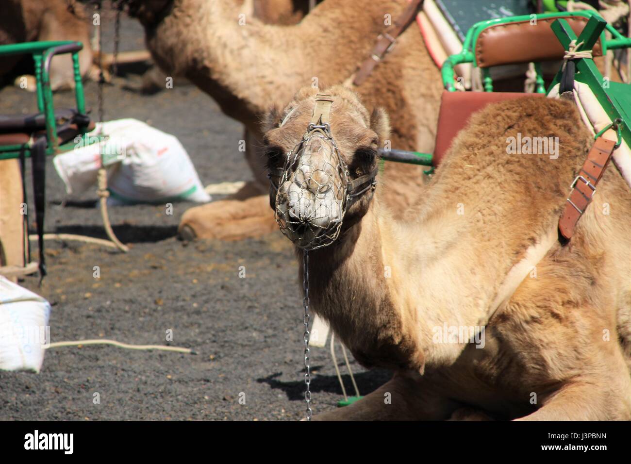 Camel sitting down hi-res stock photography and images - Alamy