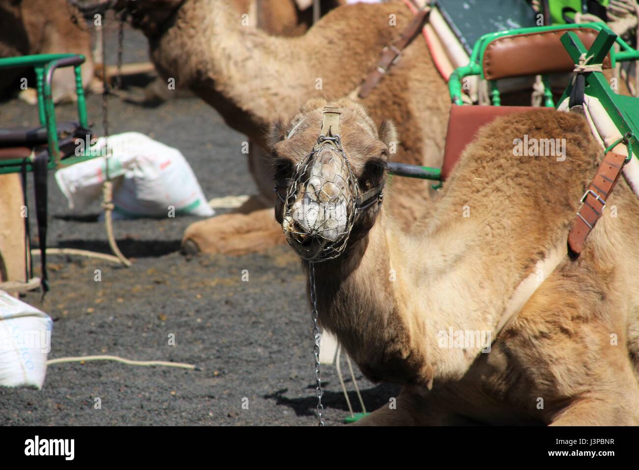 Camel sitting down at Timanfaya National Park, Lanzarote, Canary ...