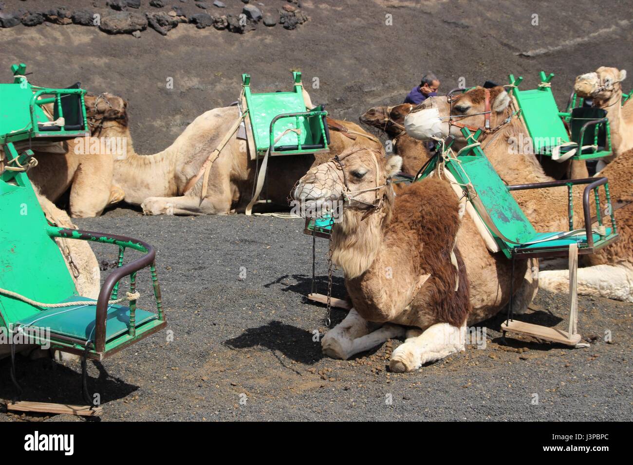 Lanzarote animals hi-res stock photography and images - Alamy