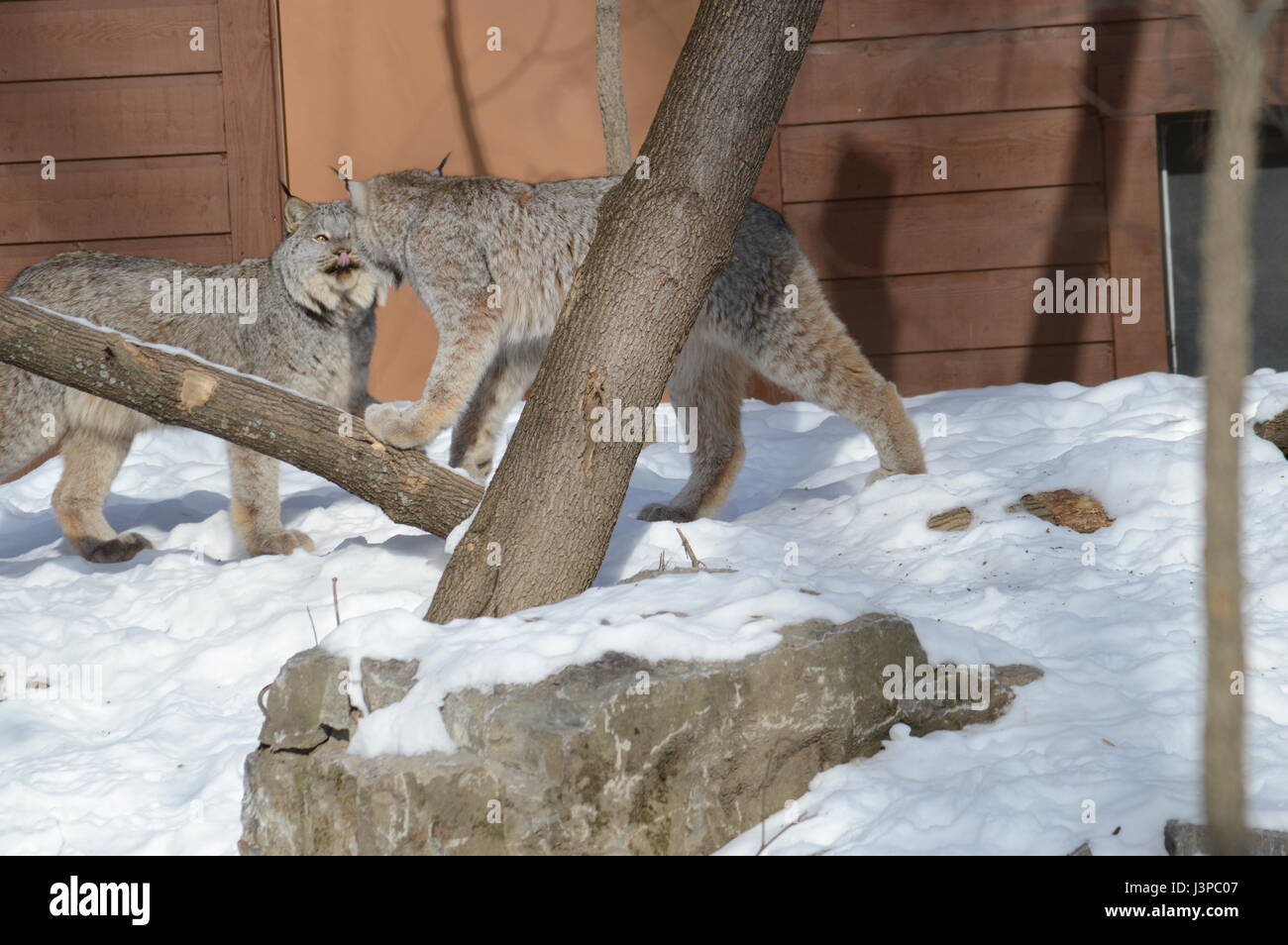 Lynx museum hi-res stock photography and images - Alamy