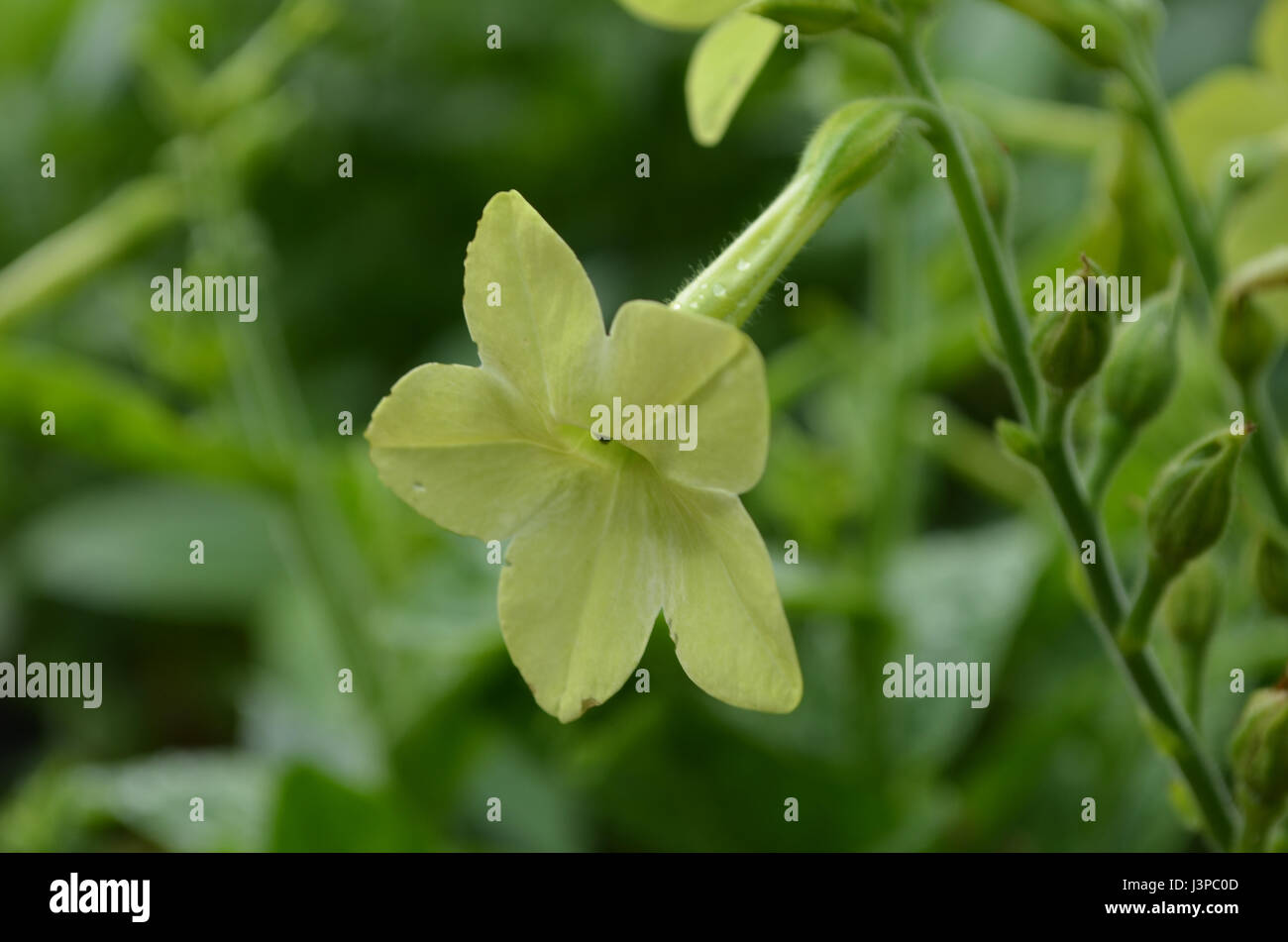 Blooming green nicotiana flower blossom flowering in the wild Stock ...