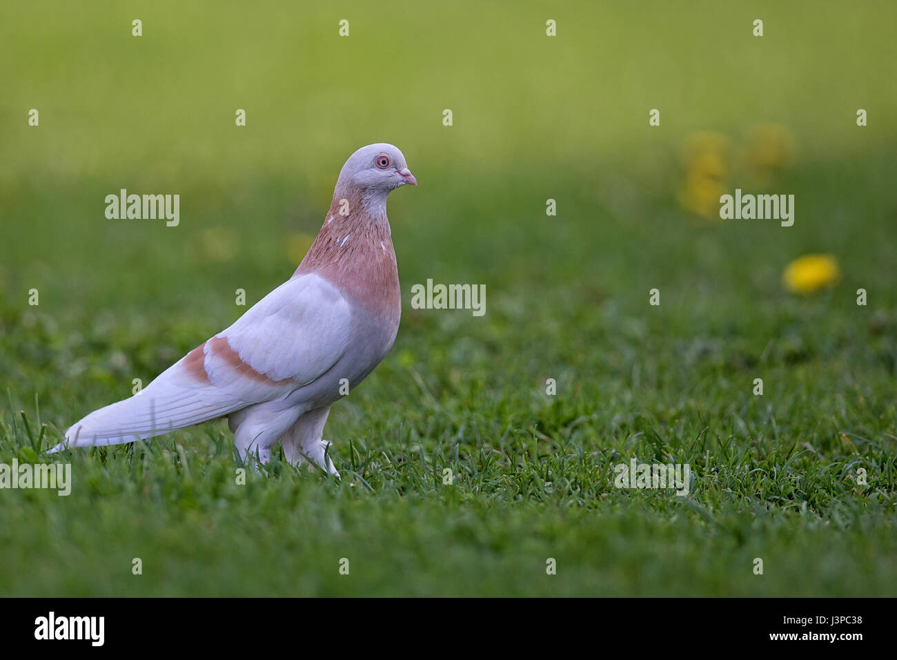 Pigeon in autumn park hi-res stock photography and images - Alamy