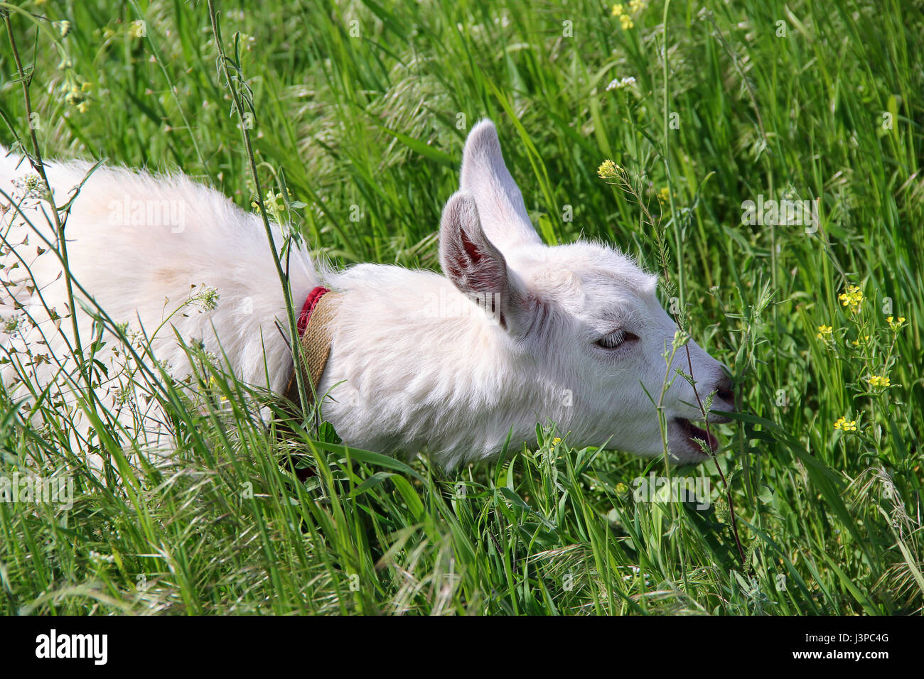 Kid cow dairy farm hi-res stock photography and images - Alamy