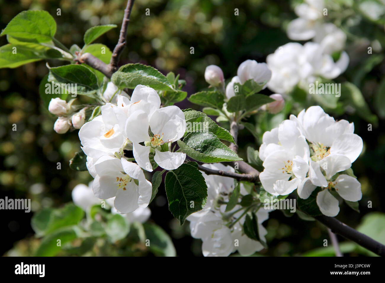 apple tree. photo Stock Photo - Alamy