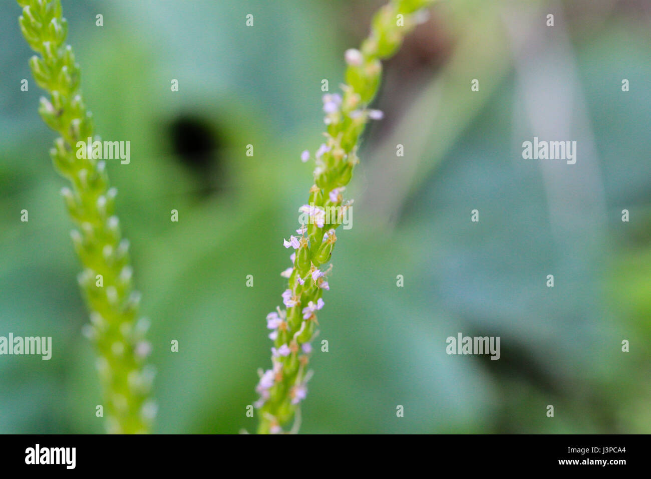 Long green spikes of a flowering Plantain carry hundreds of tiny fruits ...