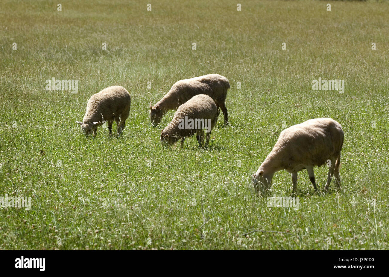 Sheep grazing hi-res stock photography and images - Alamy