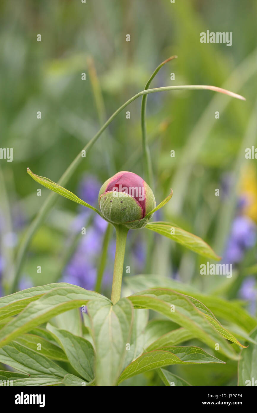 peony flower bud Stock Photo - Alamy