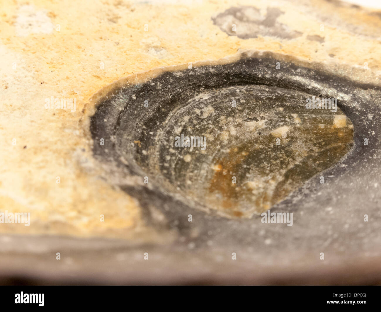 seashell texture up close ripples circles smooth grooves Stock Photo ...