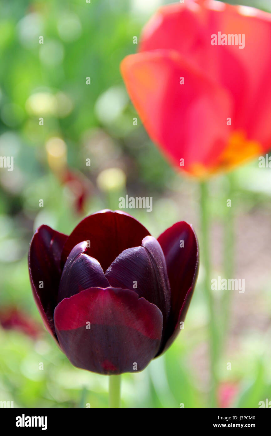 Black tulips hi-res stock photography and images - Alamy