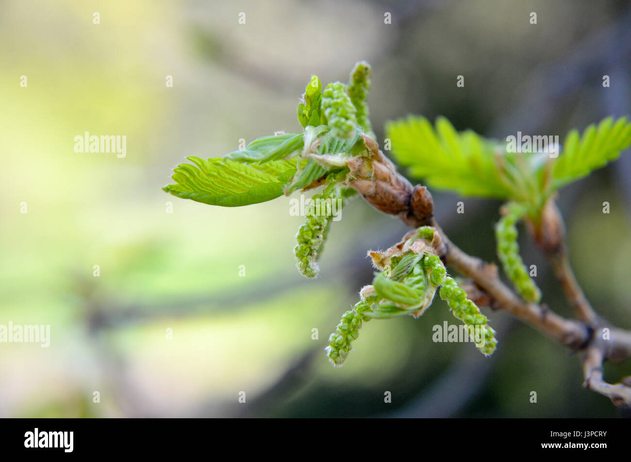 New tree leaves budding in the spring at oak tree Stock Photo - Alamy