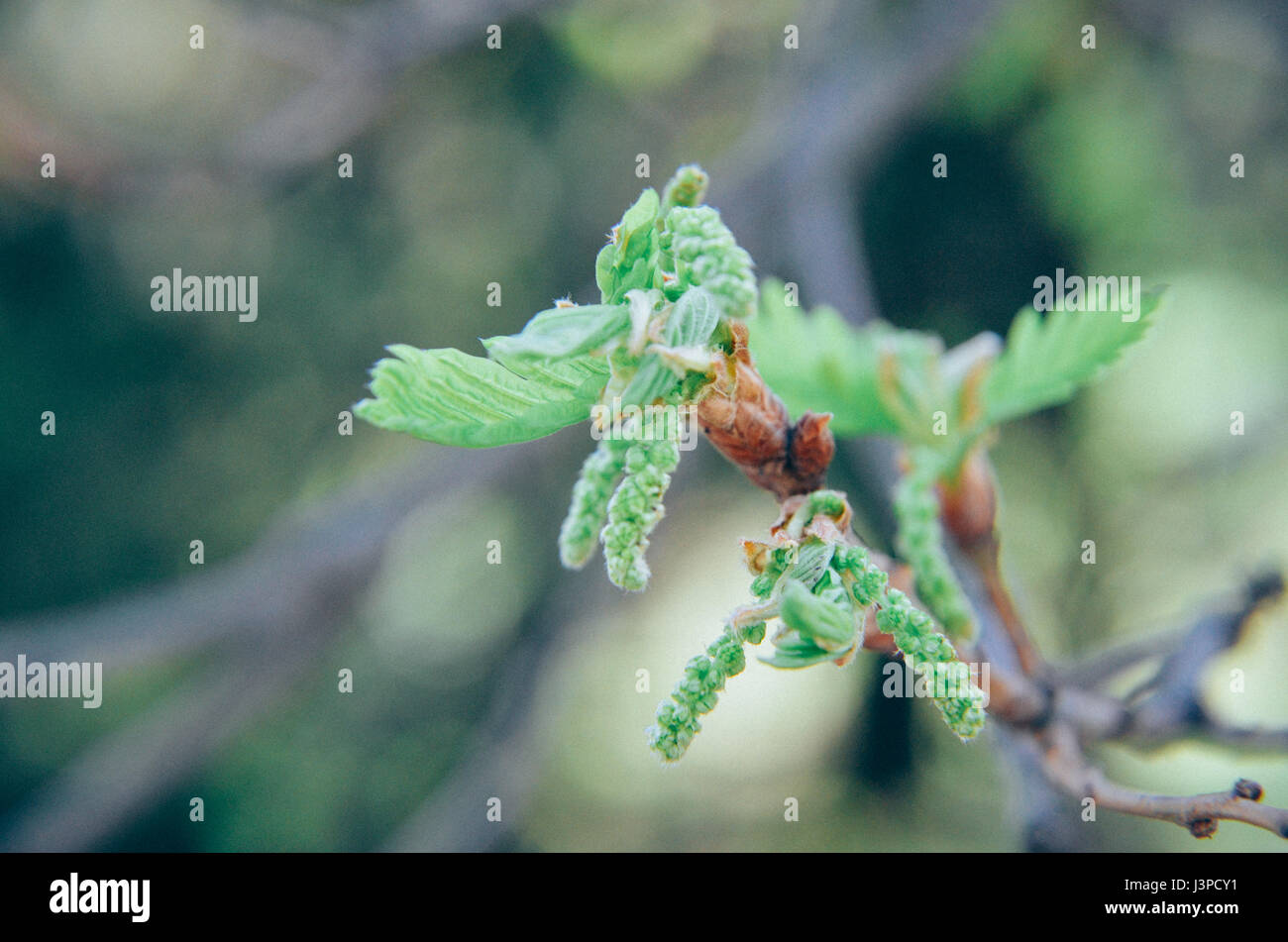 New tree leaves budding in the spring at oak tree Stock Photo - Alamy