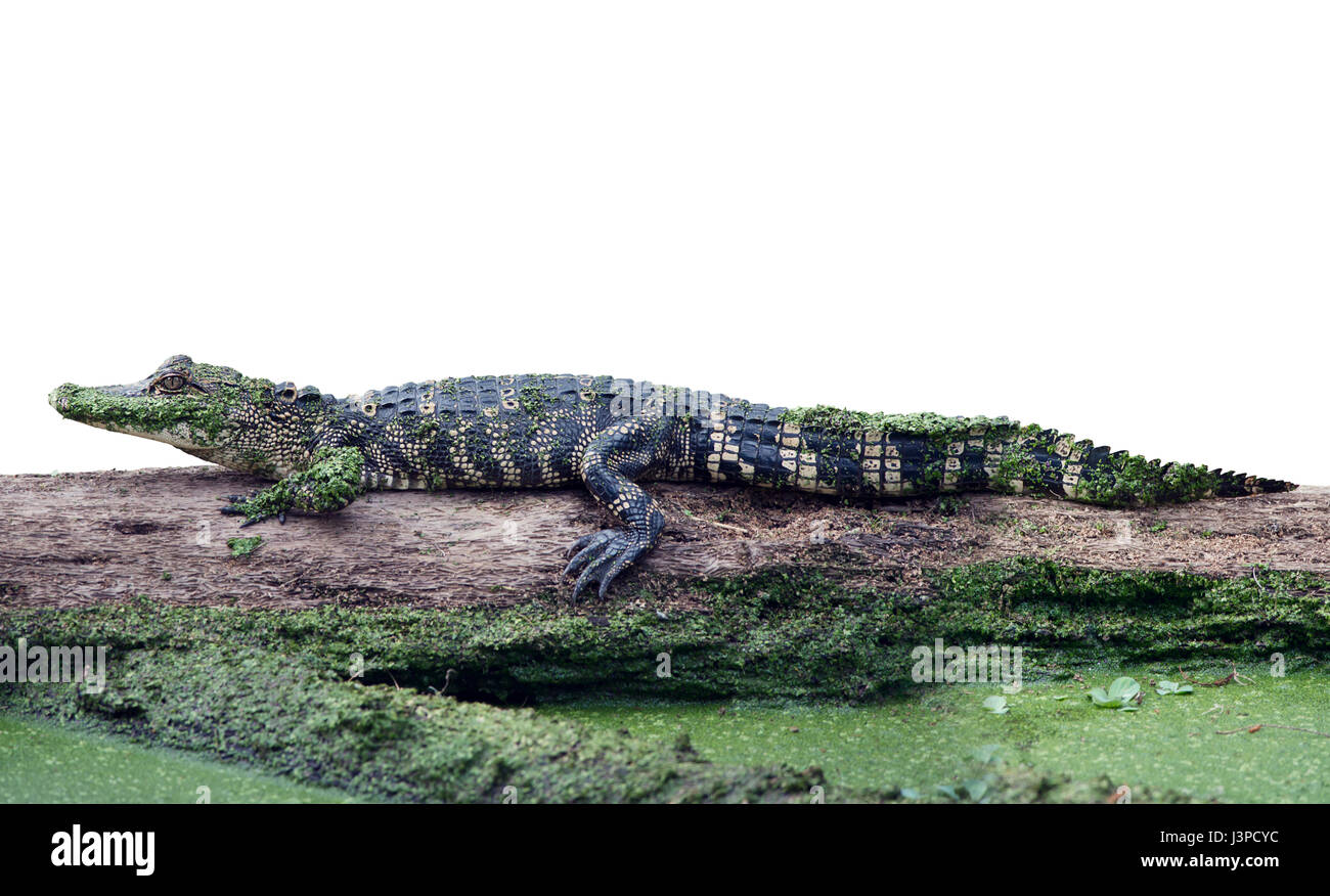 Young alligator on a log isolated on white background Stock Photo - Alamy