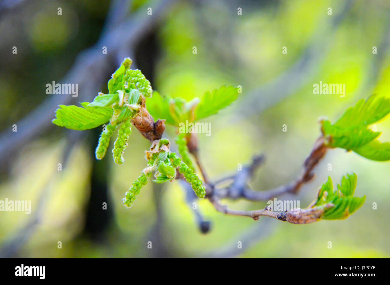 New tree leaves budding in the spring at oak tree Stock Photo - Alamy