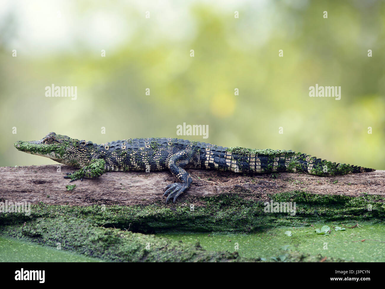 Young alligator on a log in Florida swamp Stock Photo - Alamy