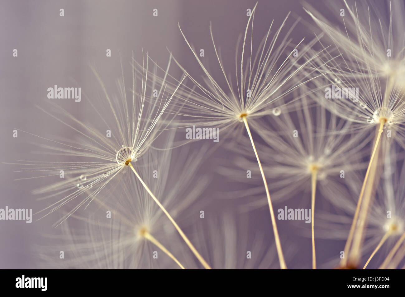 Abstract macro of dandelion seeds Stock Photo - Alamy