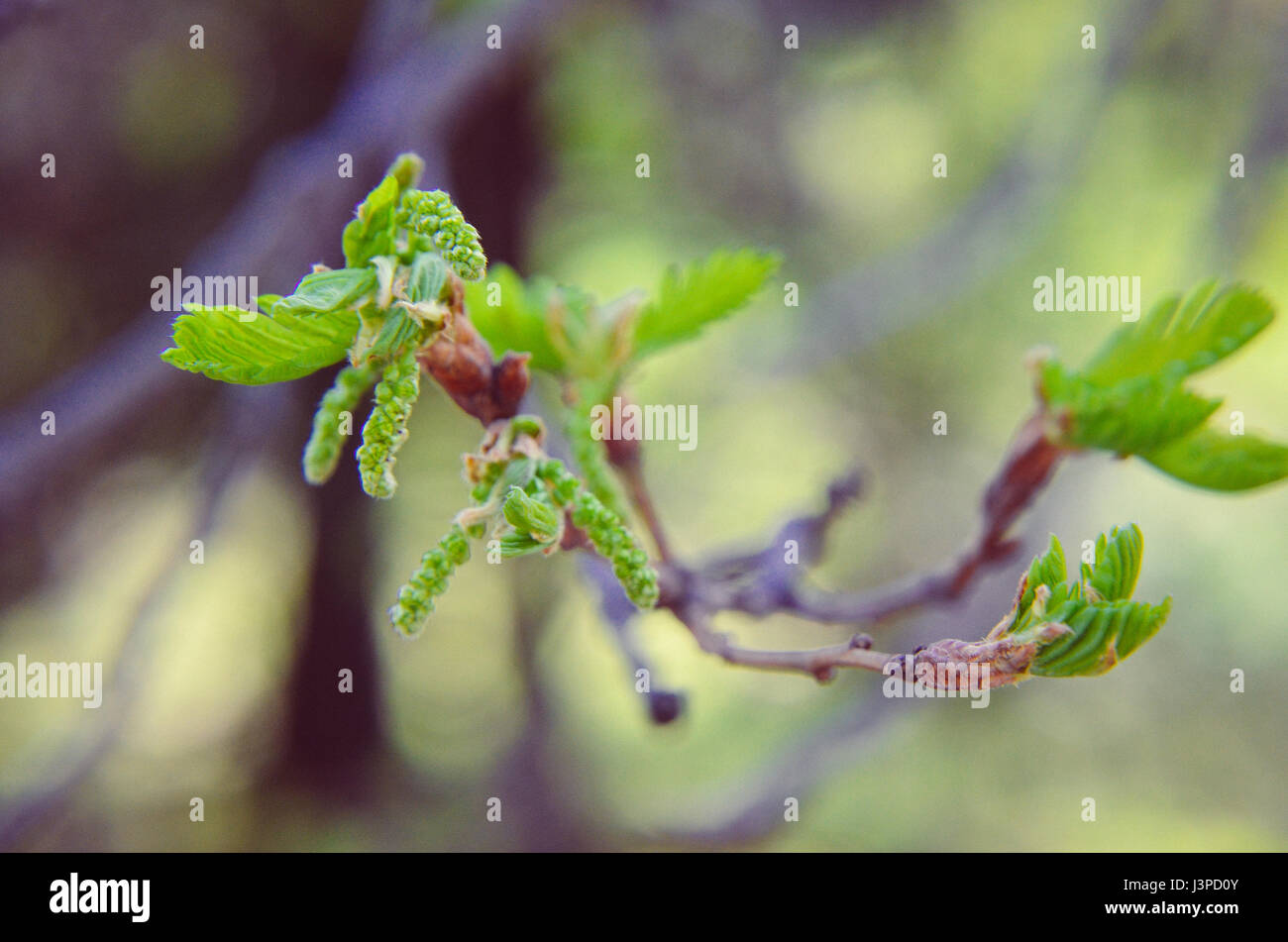 New tree leaves budding in the spring at oak tree Stock Photo - Alamy