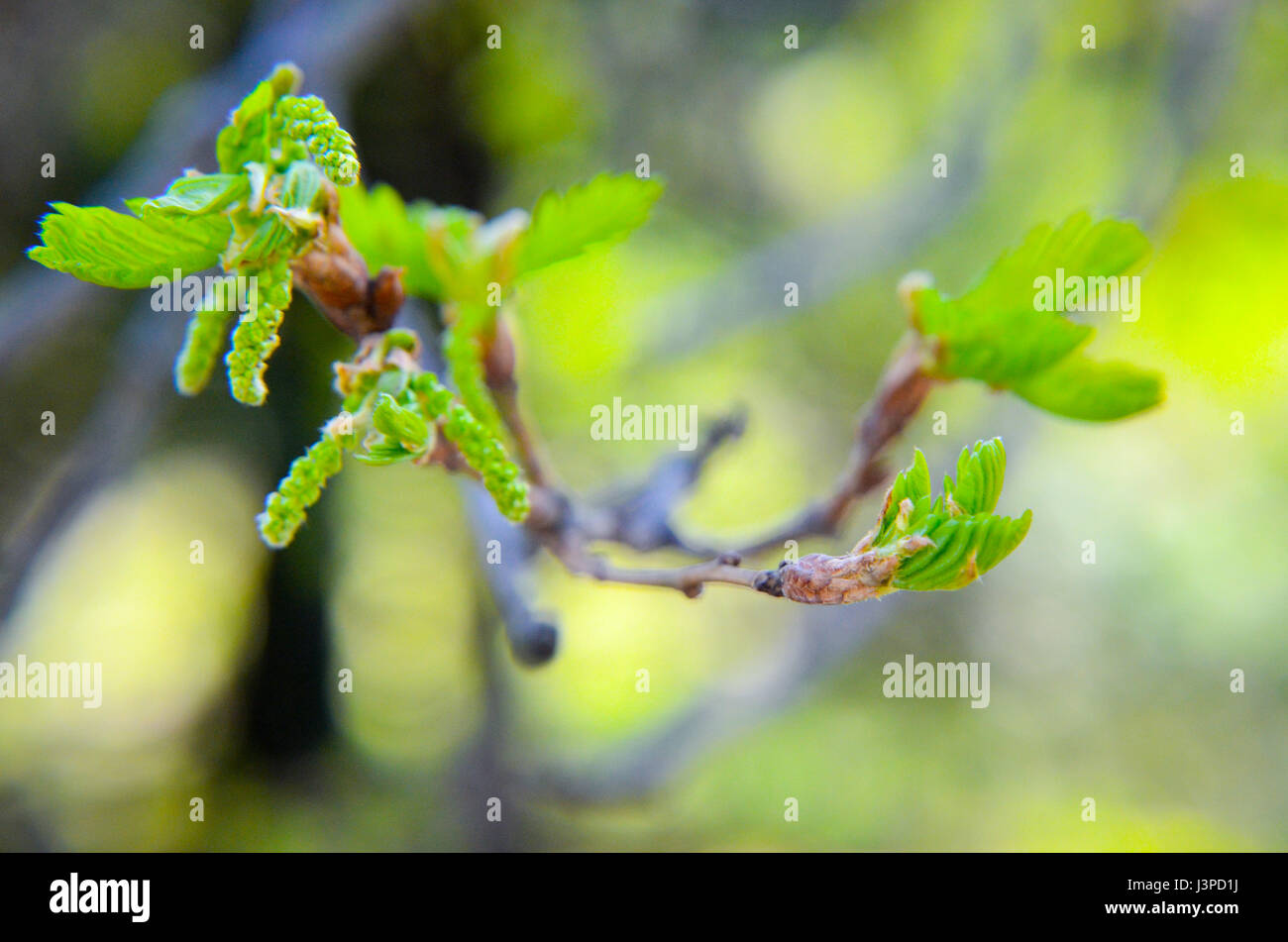New tree leaves budding in the spring at oak tree Stock Photo - Alamy