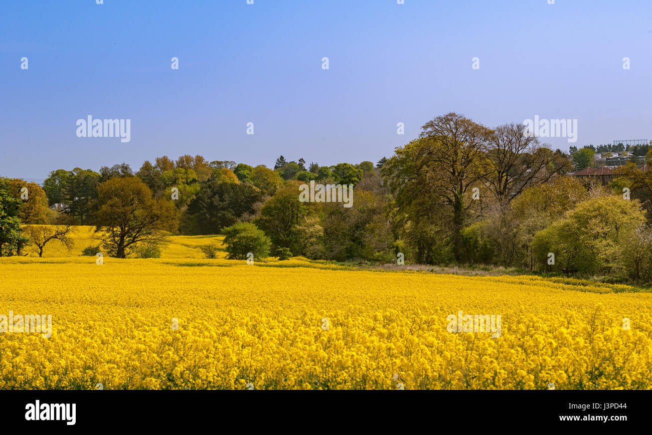 Yellow blossom of rapeseed field in Dalmeny estate, Edinburgh, Scotland ...