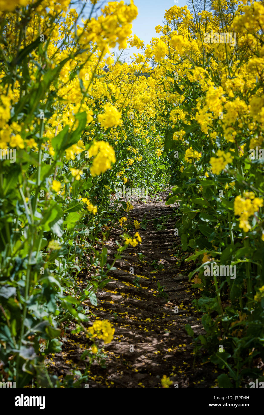 Rapeseed field dalmeny scotland hi-res stock photography and images - Alamy
