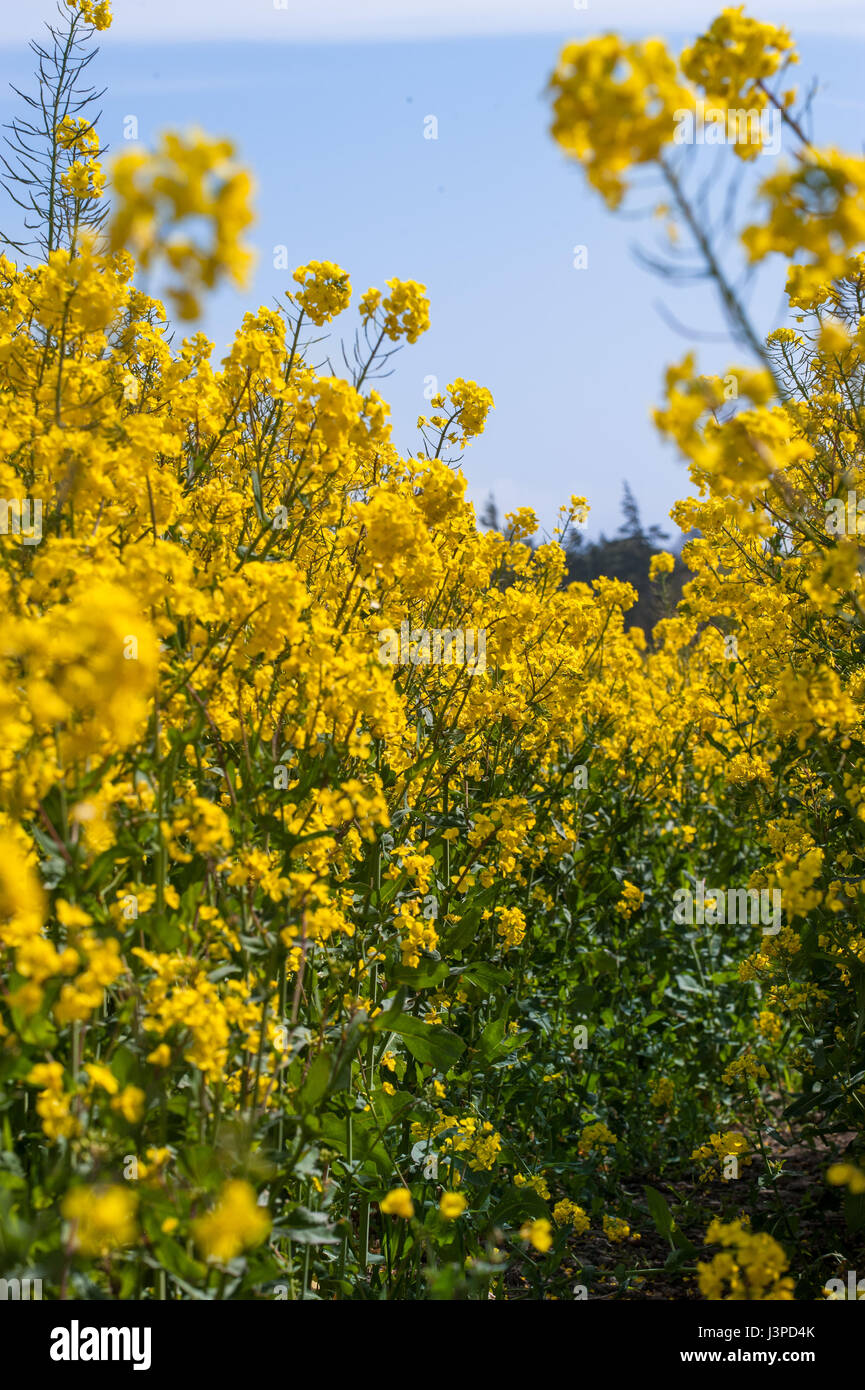 Rapeseed flowers in blossom hi-res stock photography and images - Alamy